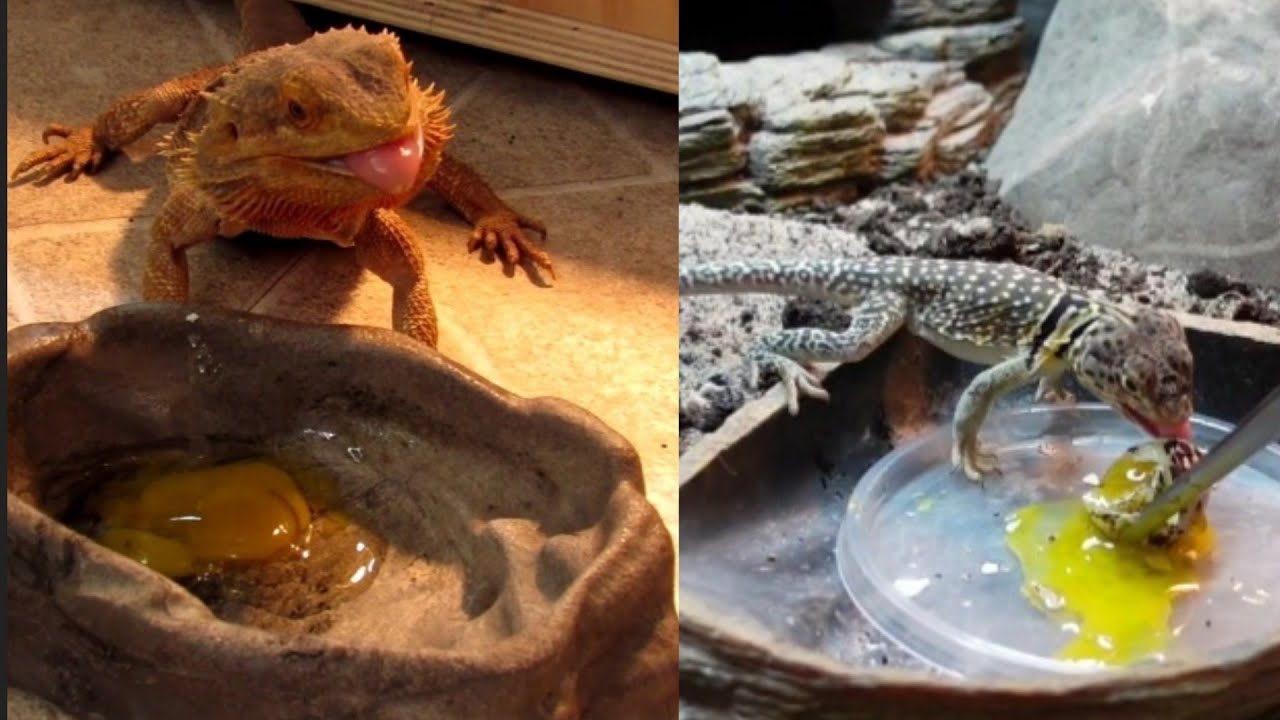 Bearded Dragon and Collared Lizard Eating Quail Egg! - YouTube