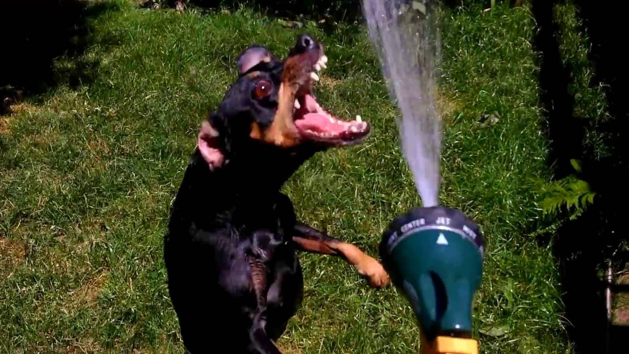 Miniature Pinscher Attacks Water Hose, Doberman Watches - YouTube