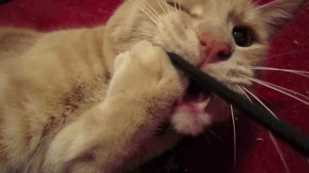 Cute Ginger Cat - Khat 1.5 - YouTube
