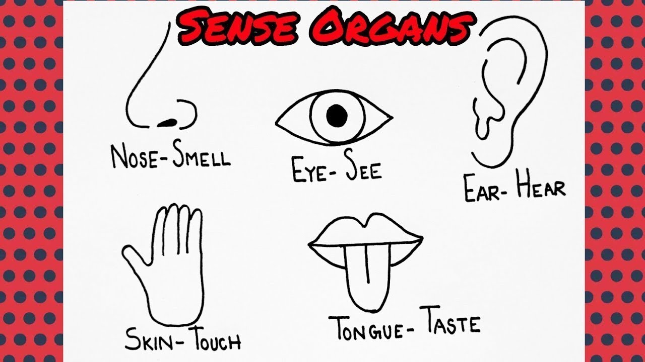 MATCHING ORGANS, abcd,a for apple,1 to 10 counting,alphabets,phonics ...