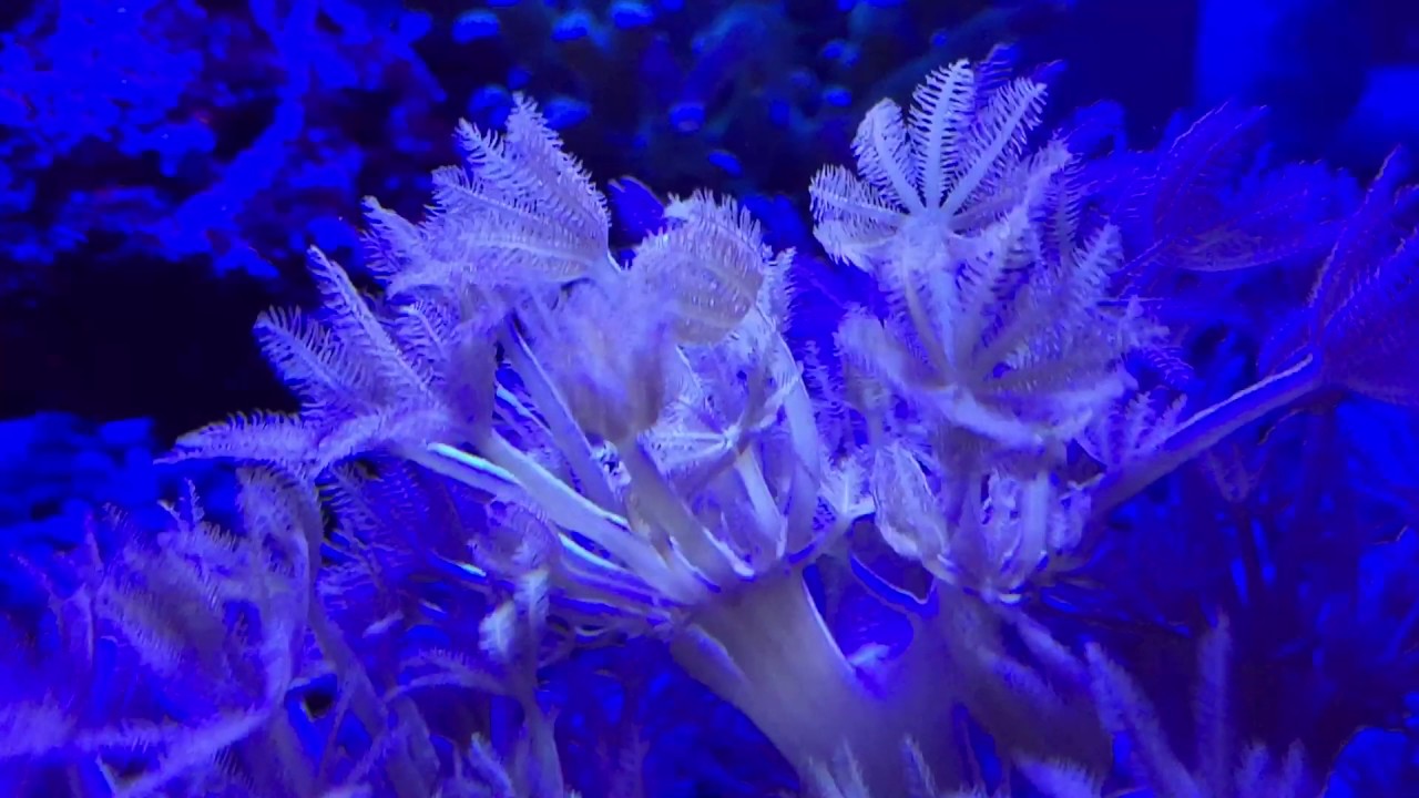 Micro Reef Tank - Good Morning - YouTube