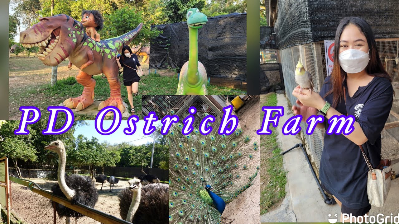 Pd Ostrich Show Farm, Port Dickson | Malaysia - YouTube