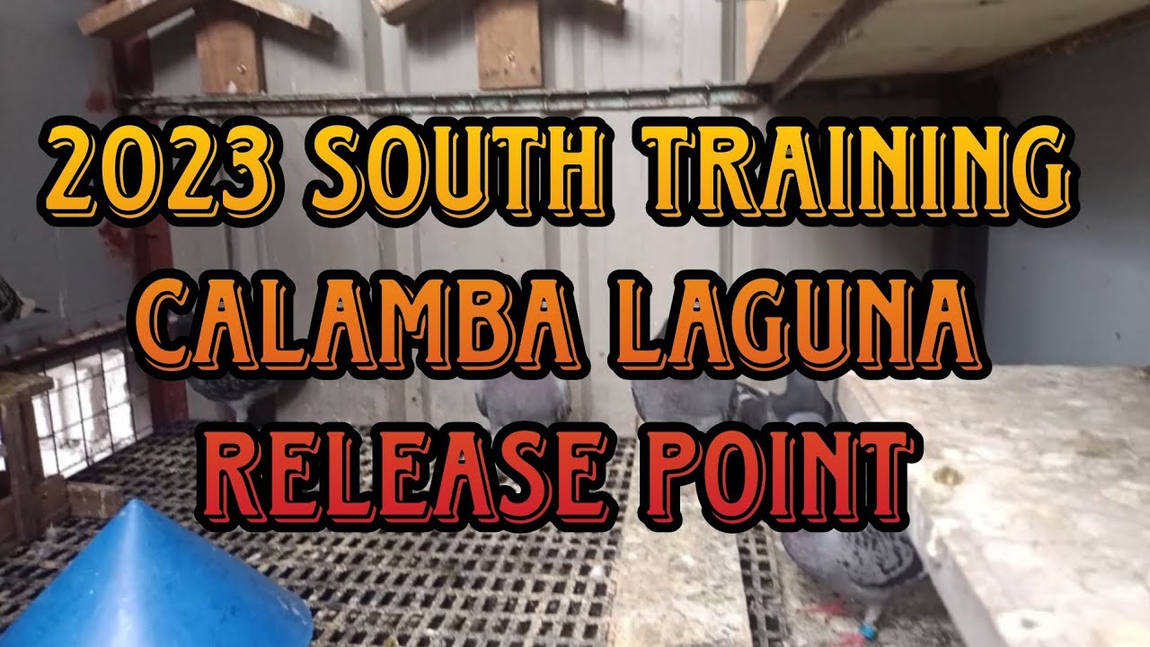 2023 South Training | Calamba Laguna Release Point #racingpigeon # ...