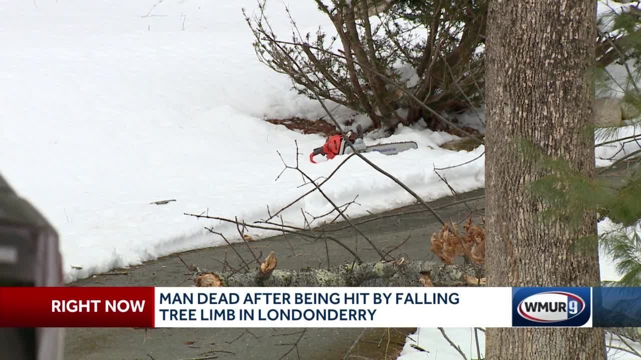 Man dead after being hit by falling tree limb in Londonderry - YouTube