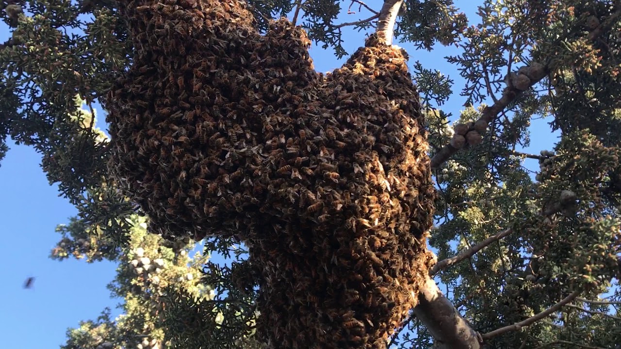 Very Large Swarm of Bees - YouTube