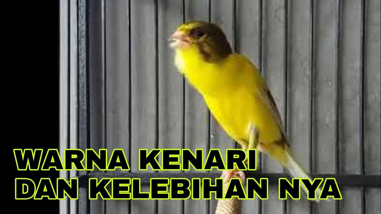 KENALI WARNA KENARI MU DAN BAGAIMANA CARA MERAWAT NYA - YouTube