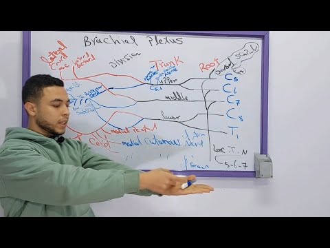 Branches of Lateral and Medial cord (Brachial Plexus) - YouTube