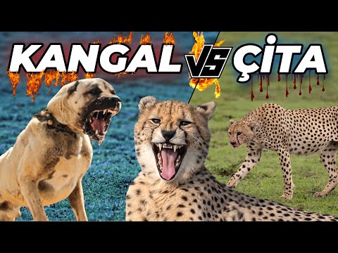 AFRİKA'DA ÇİTALARLA MÜCADELE EDEN KANGALLAR!