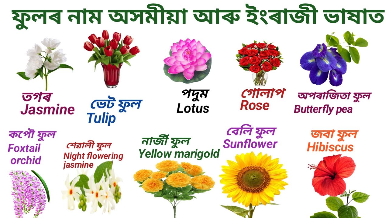 flower name Assamese in English phulor name ফুলৰ নাম - YouTube