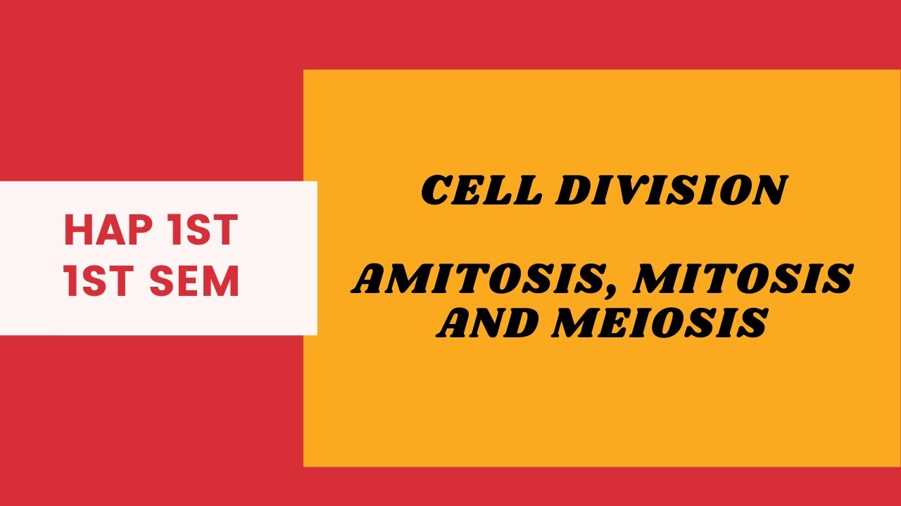 CELL DIVISION | AMITOSIS | MITOSIS | MEIOSIS - YouTube