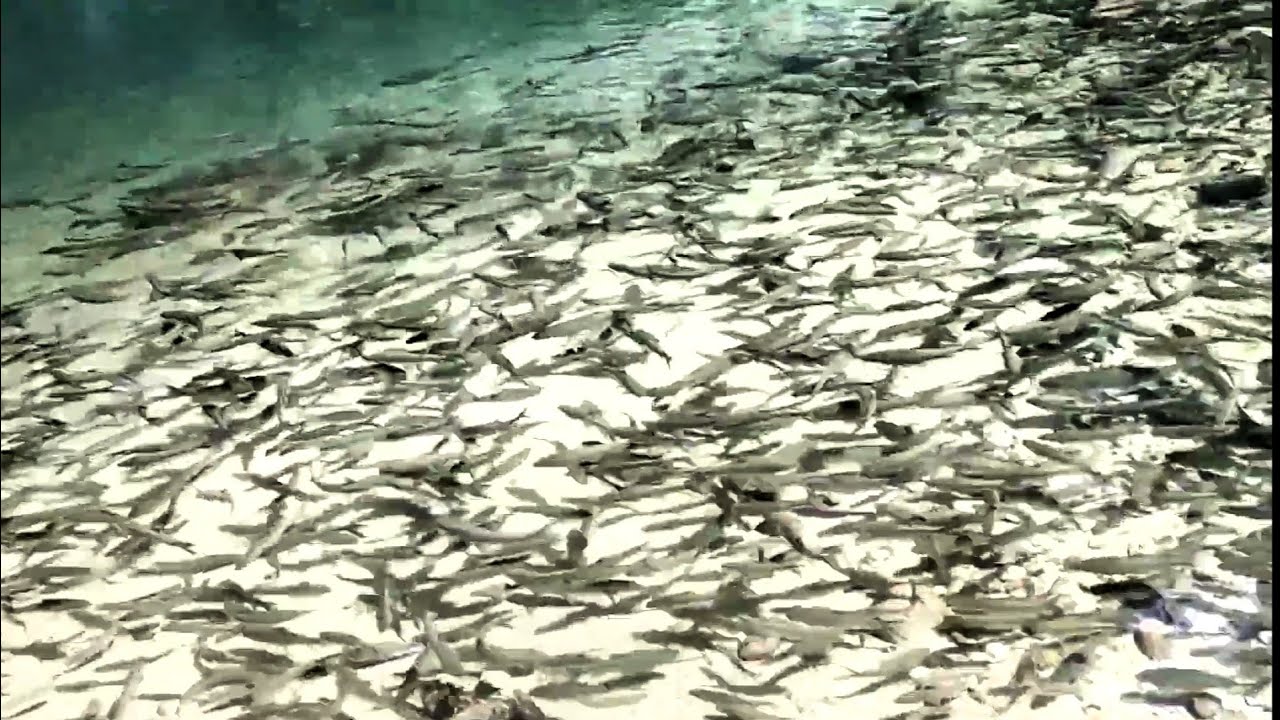 Baghmara South Garo hills Tolegre Jadisil fish sanctuary. - YouTube