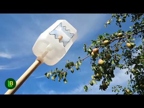 How to make simple fruit picker with teeth from a plastic jug