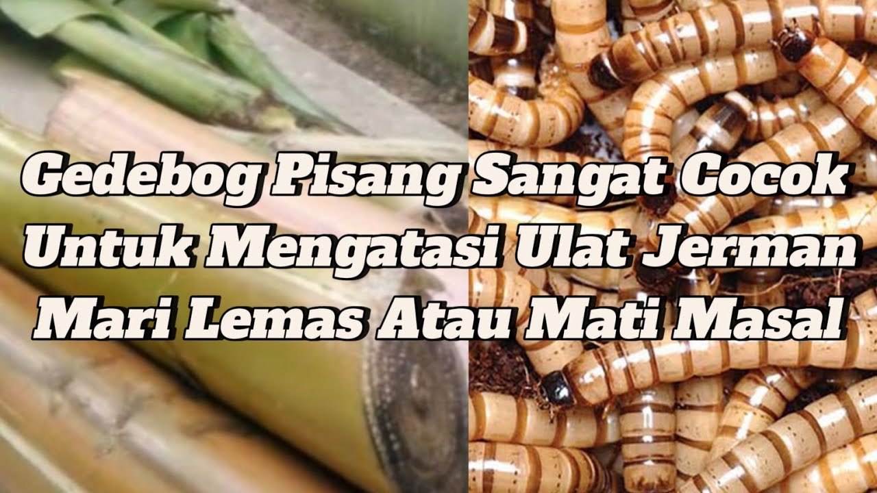 Gedebog pisang bisa mencegah ulat jerman mati lemas - YouTube
