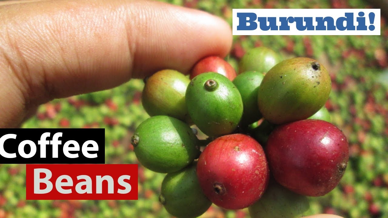Coffee Farming Beans Farming Burundi Countryside | Beautiful Rural ...