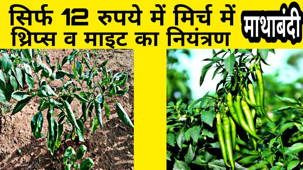 12 रु में थ्रिप्स व माइट का नियंत्रण | Thrips and Mites | leaf curl ...