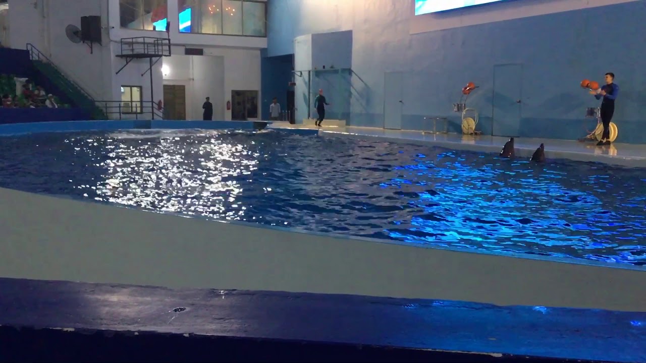Lahore dolphin show - YouTube