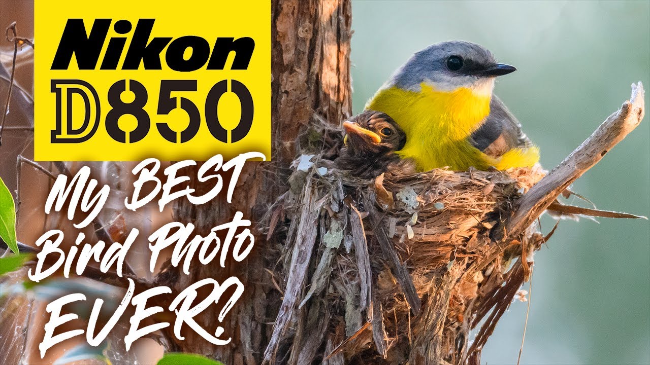 Nikon D850 | Bird Photography In Spring | Australia - YouTube