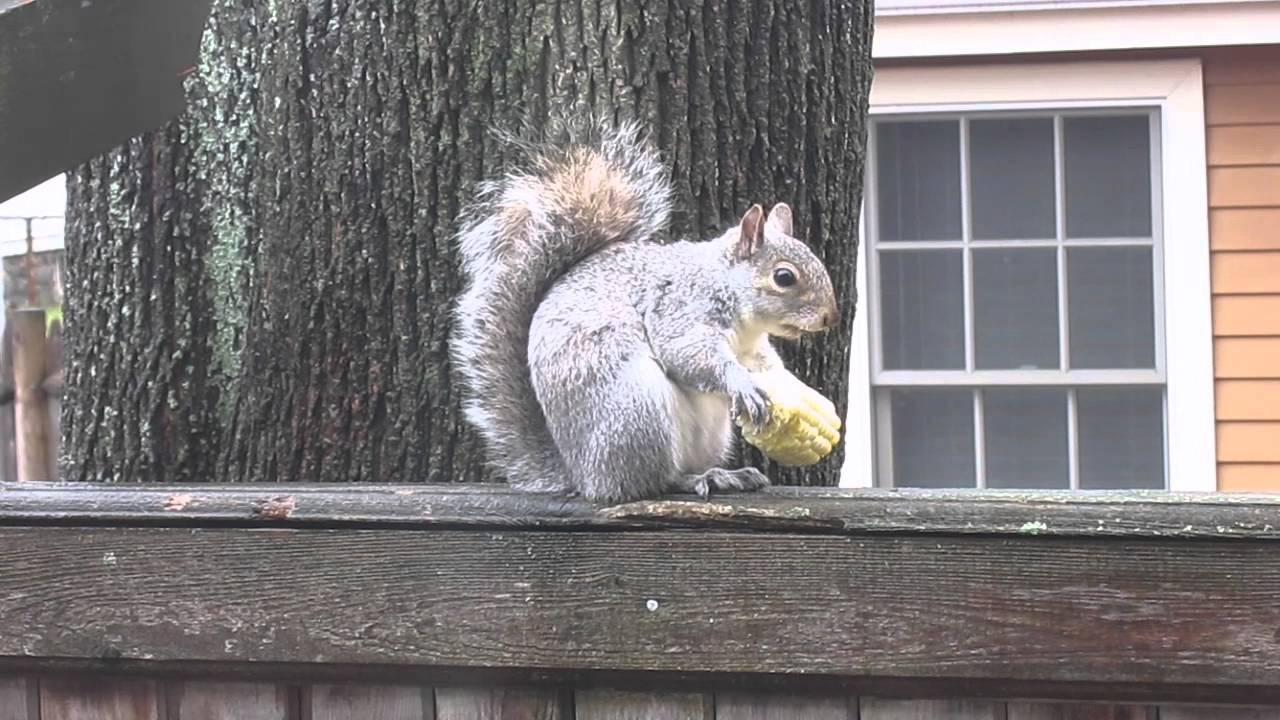 Nutz the Squirrel Snacking - YouTube