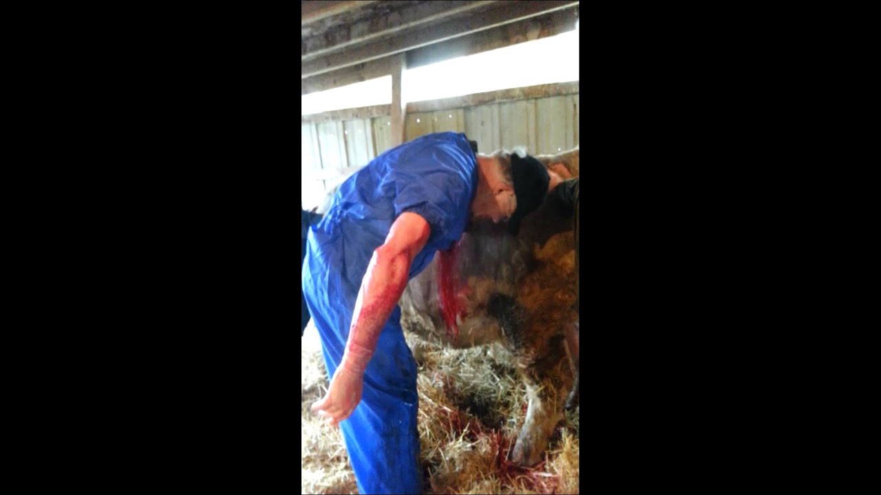 Cow has Cesarean section - YouTube