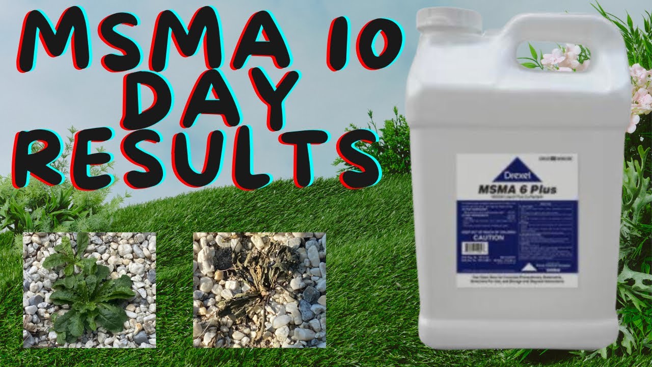 MSMA 24-48 Hour & 10 Day Real World Results - YouTube