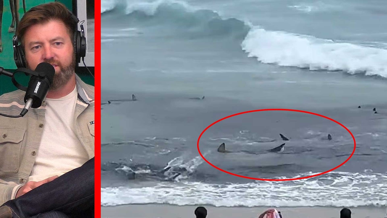 Shark Feeding Frenzy Steps From The Beach in Australia - YouTube