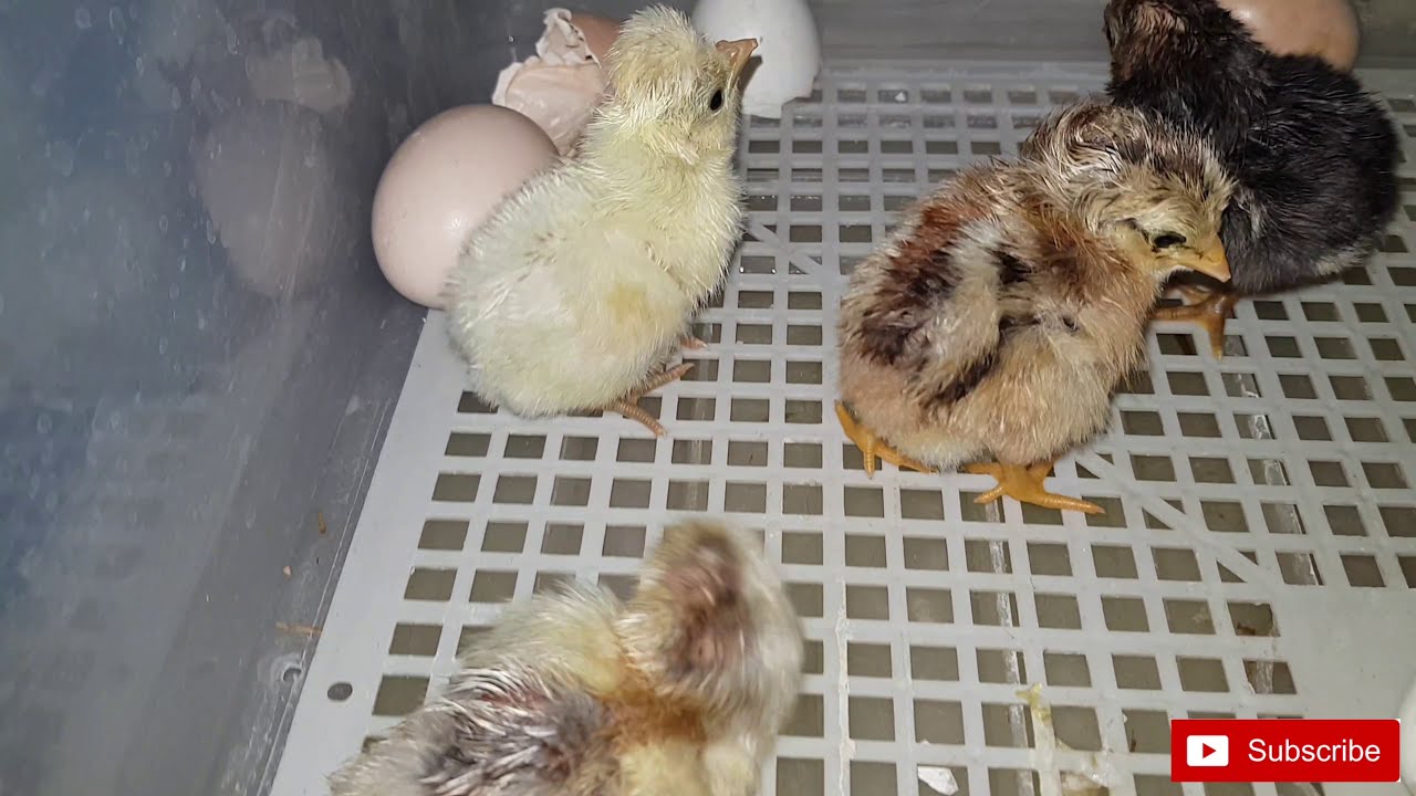 Hatching chicks in Incubator || Natural egg hatching process || Natural ...