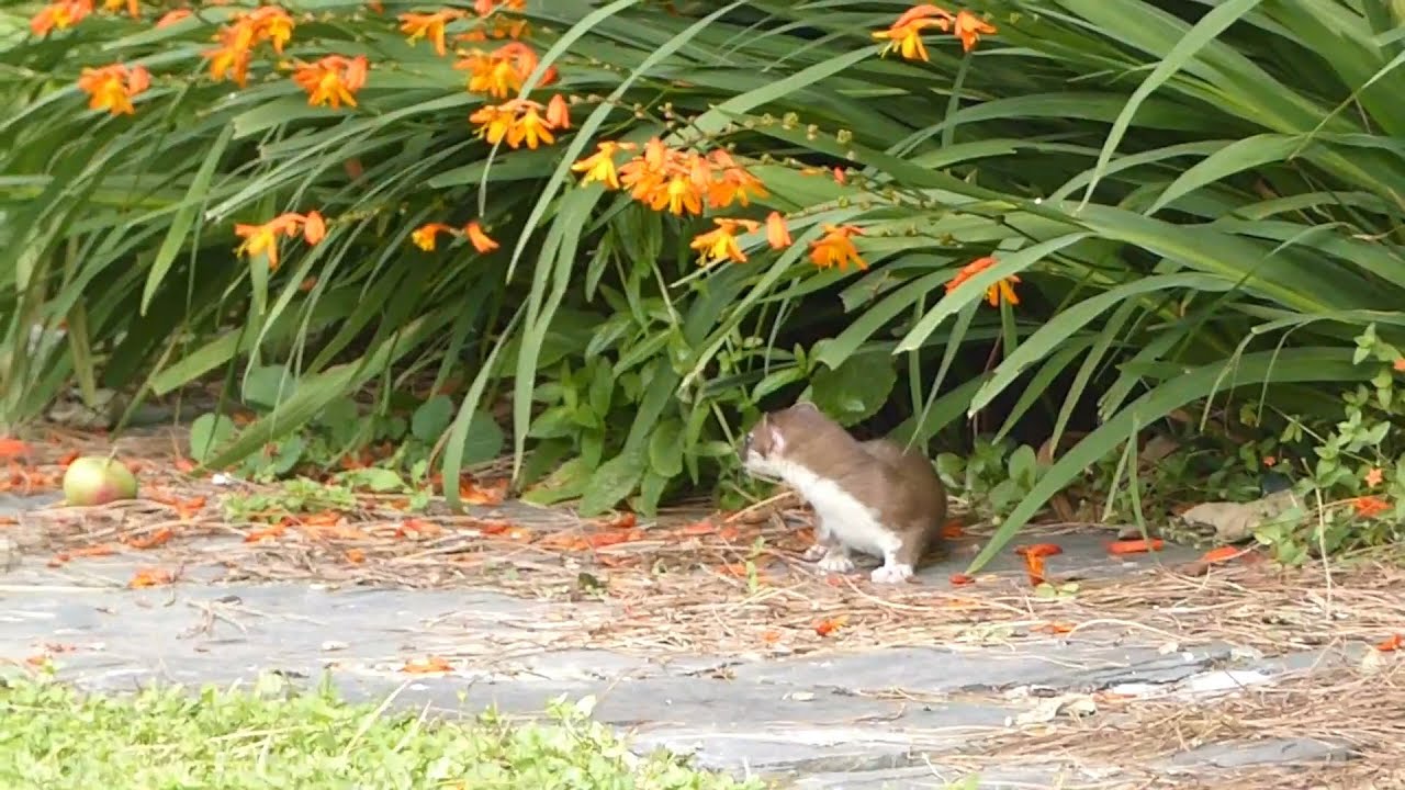 Stoat chasing a magpie - YouTube