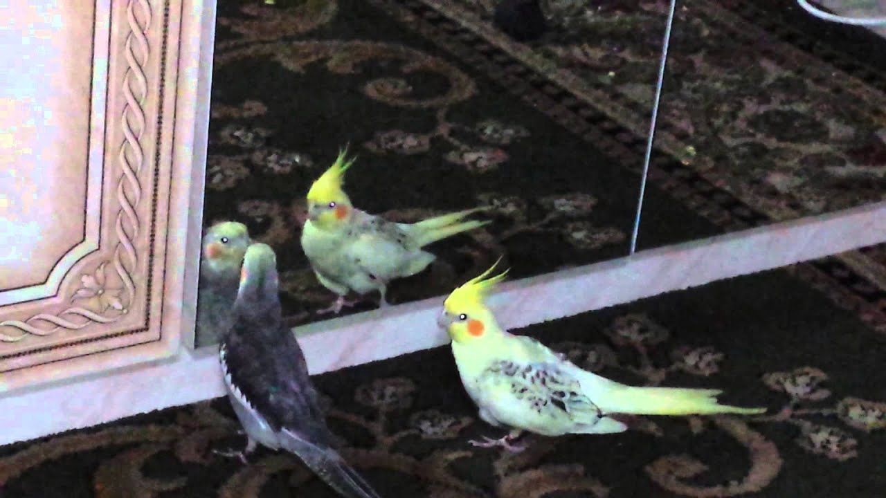 Cockatiel whistling - YouTube