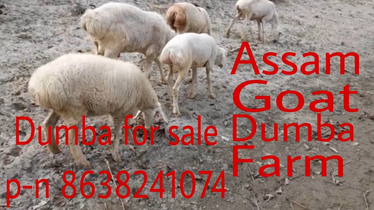 Assam goat dumba farm turkiye dumba for sale p-n 8638241074 - YouTube