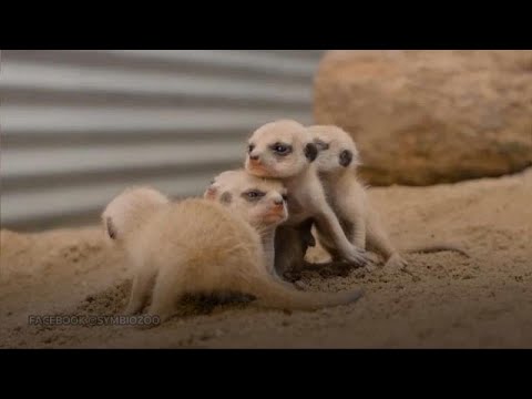 Meerkat pups greet adoring crowds in Sydney zoo - YouTube
