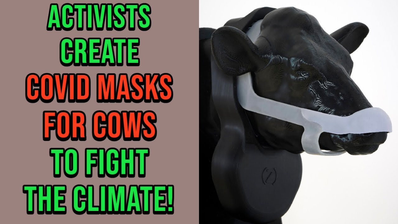 Activists Create Covid Mask For Cows To Fight Climate - YouTube