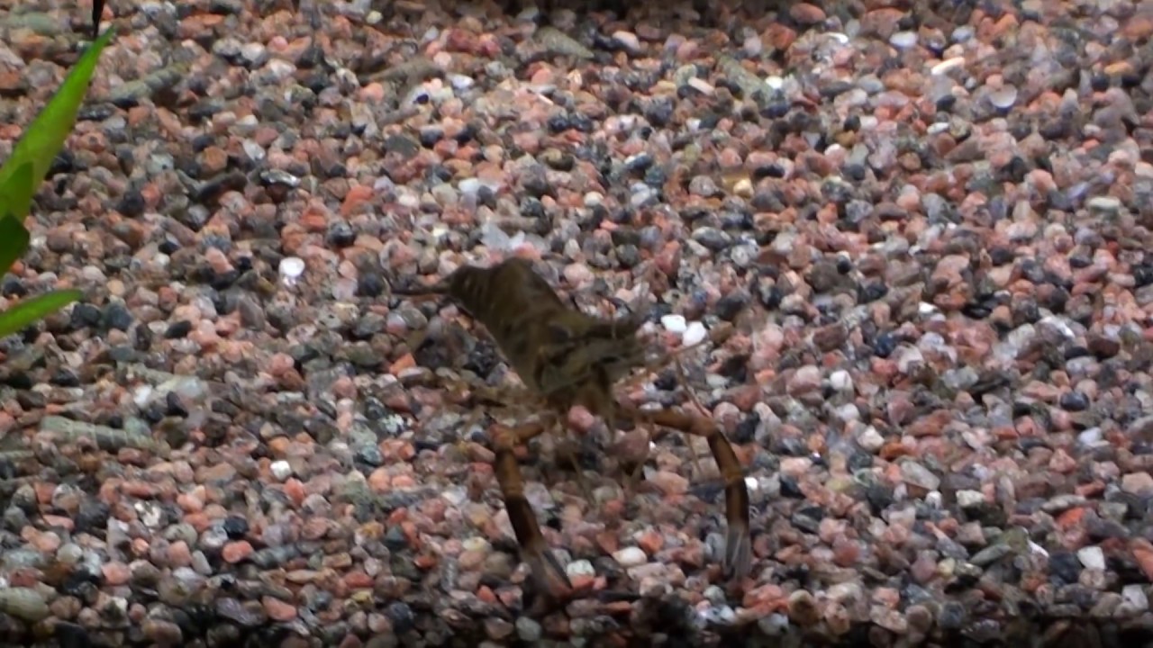 Red claw shrimp - Macrobrachium Assamensis - YouTube