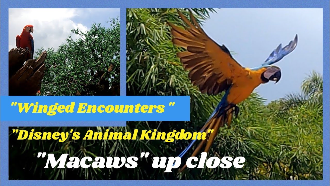 Macaws/Winged Encounters/Disney's Animal Kingdom/Tree of Life - YouTube
