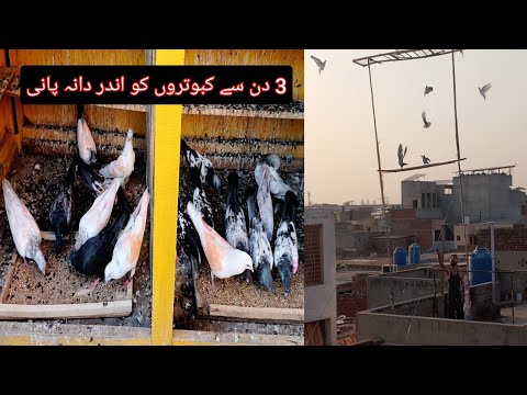 3 Din Se Kabootaro Ko Ander Dana Daal Raha || Ab Kya Karna Chahea ...