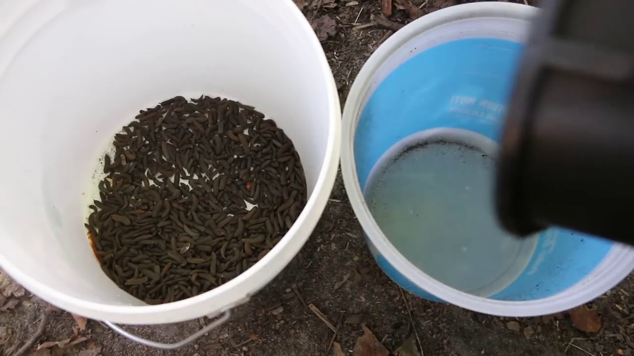 Bug composting....black soldier fly - YouTube