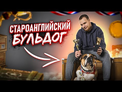 СТАРОАНГЛИЙСКИЙ БУЛЬДОГ| все о породе| личный опыт владения породой