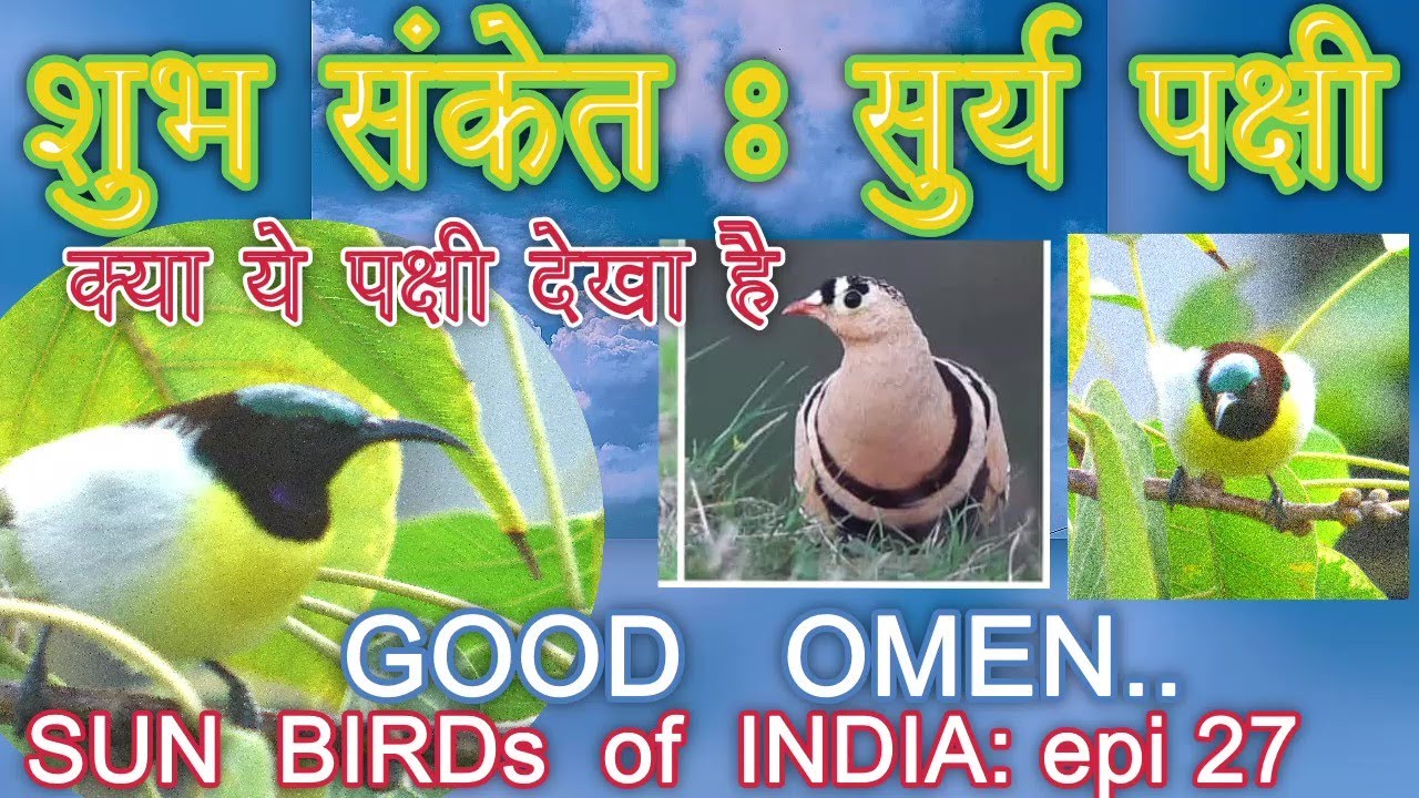SUN BIRDS : GOOD OMEN :Magazine Bird Point Epi 27.ACROBATIC - YouTube