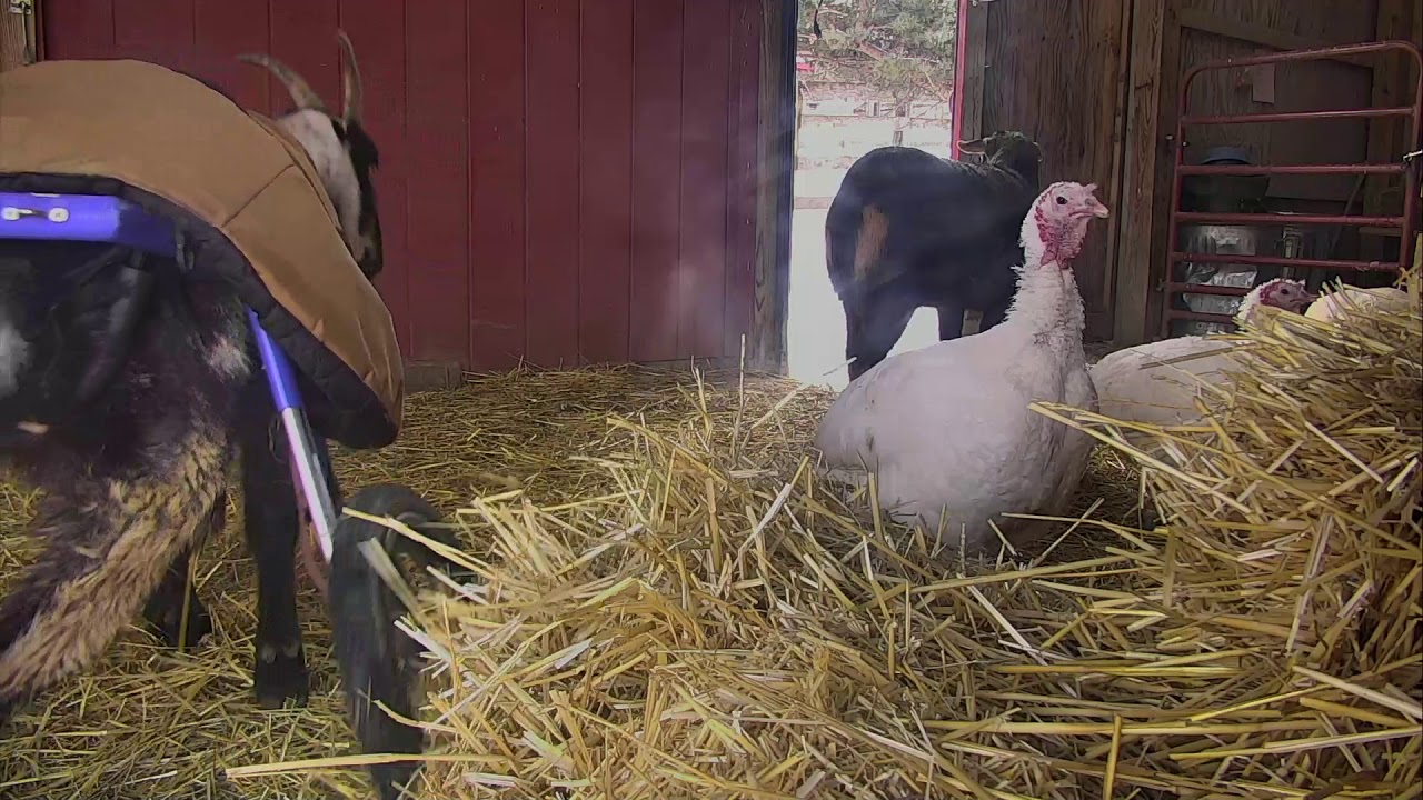 Turkey Barn Cam 02-18-2018 09:11:34 - 10:11:35 - YouTube