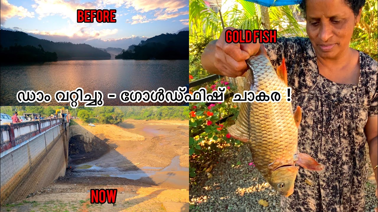 ഡാമിലെ വെള്ളം വറ്റിച്ചു - ഗോൾഡ്ഫിഷ് ചാകര #dam #goldfish - YouTube