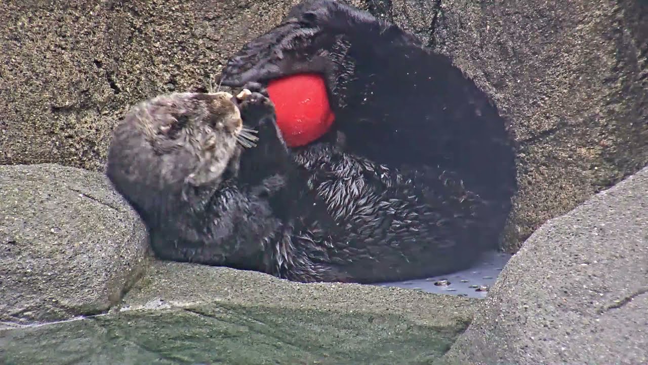 Kunik Invents Her Own Little Shell Game - YouTube