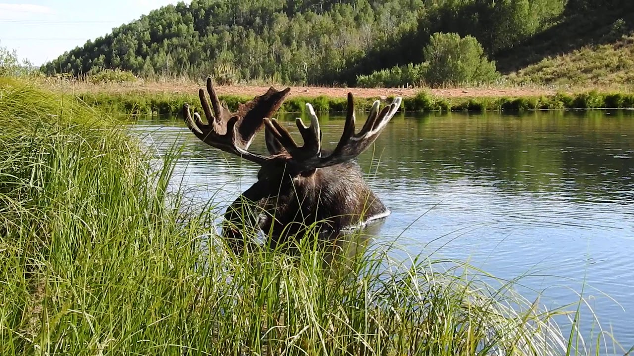 Moose Poop 2019 - YouTube