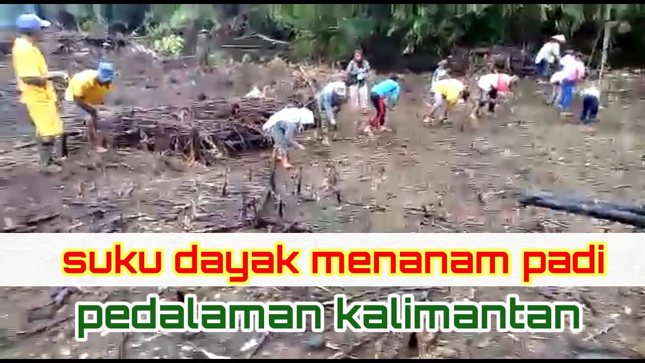 Berladang suku Dayak pedalaman Kalimantan - YouTube