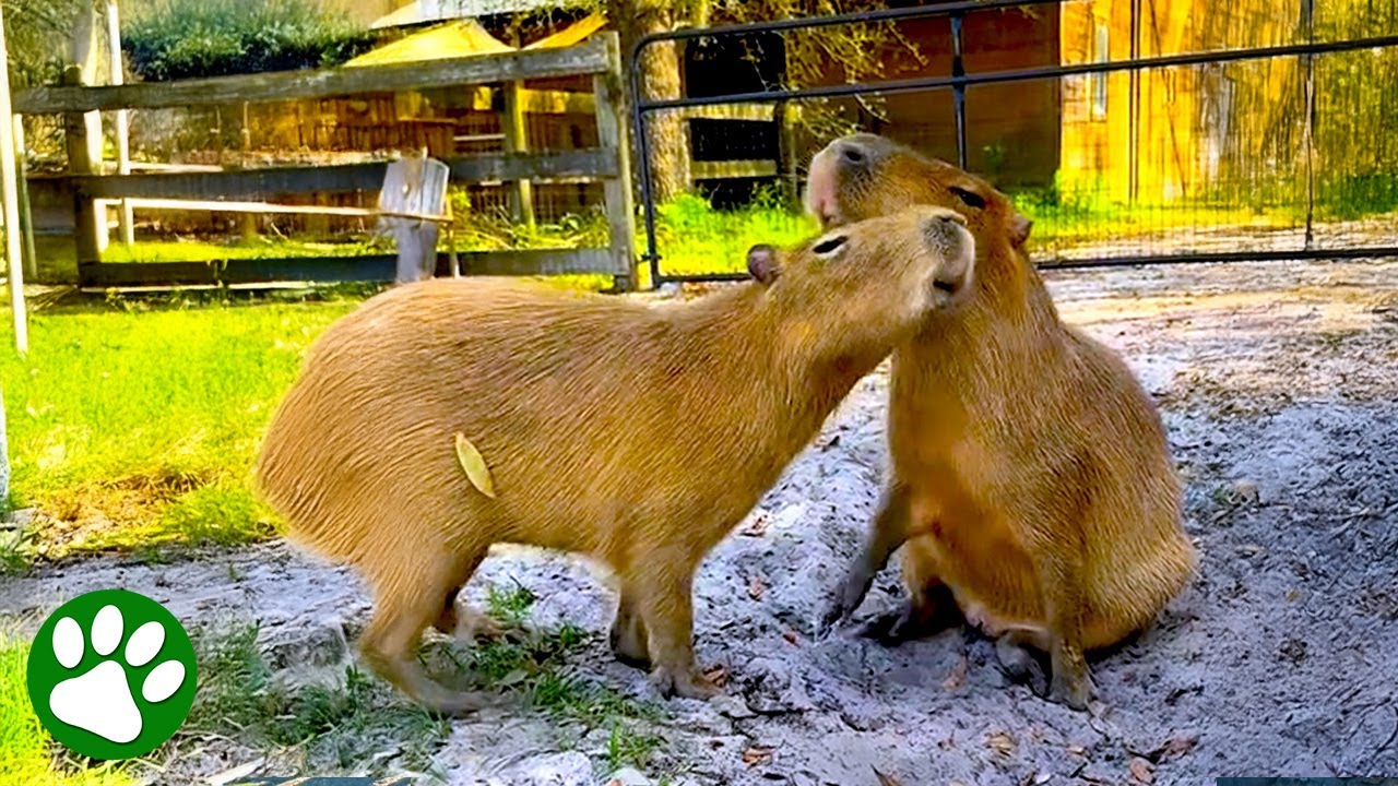 These unusual pets are taking the world by storm - YouTube
