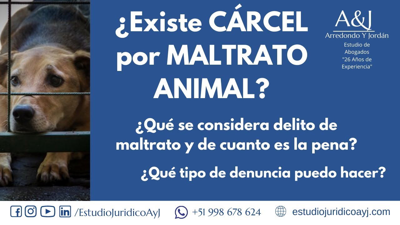 🐶¿Existe CÁRCEL por Maltrato Animal? | Estudio Jurídico Arredondo ...