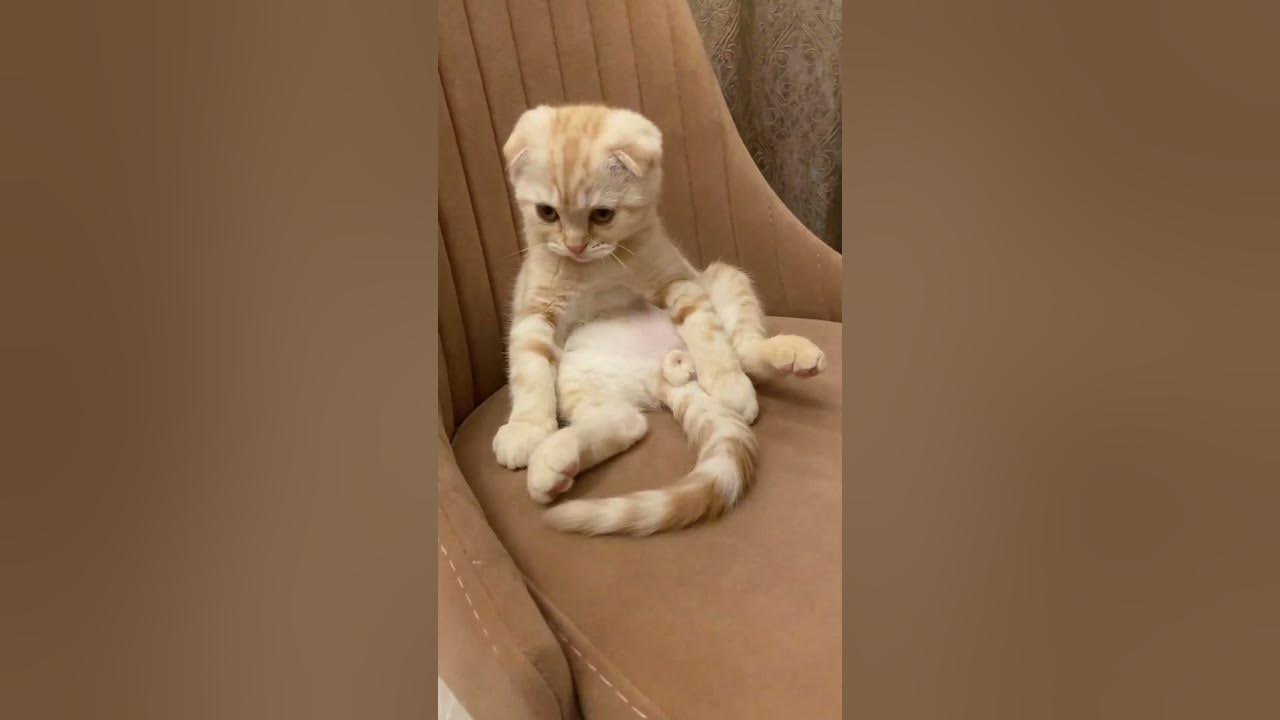 Шотландец кот Леопольд # как сидят коты#котвкресле#котлеопольд# ...