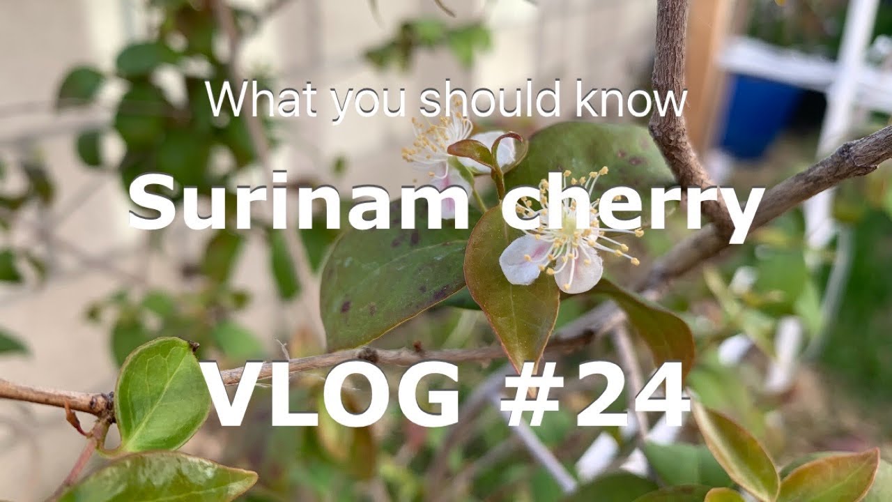 Surinam cherry tree flowering. - YouTube