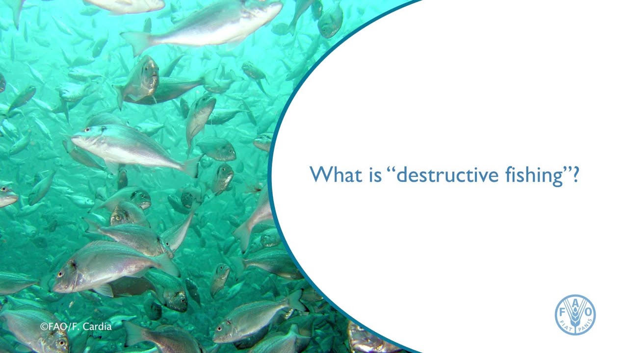 Worst Fishing Methods at Reynaldo Leahy blog