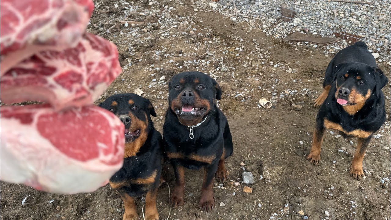 3 Hungry Rottweilers vs 3 Eat Huge Raw Steaks - YouTube
