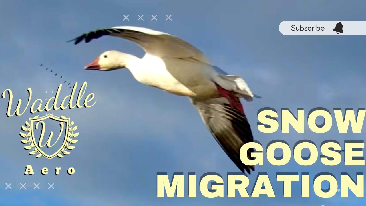 Pacific Flyway Snow Geese Migration - Mavic Air 2 - 4k - YouTube