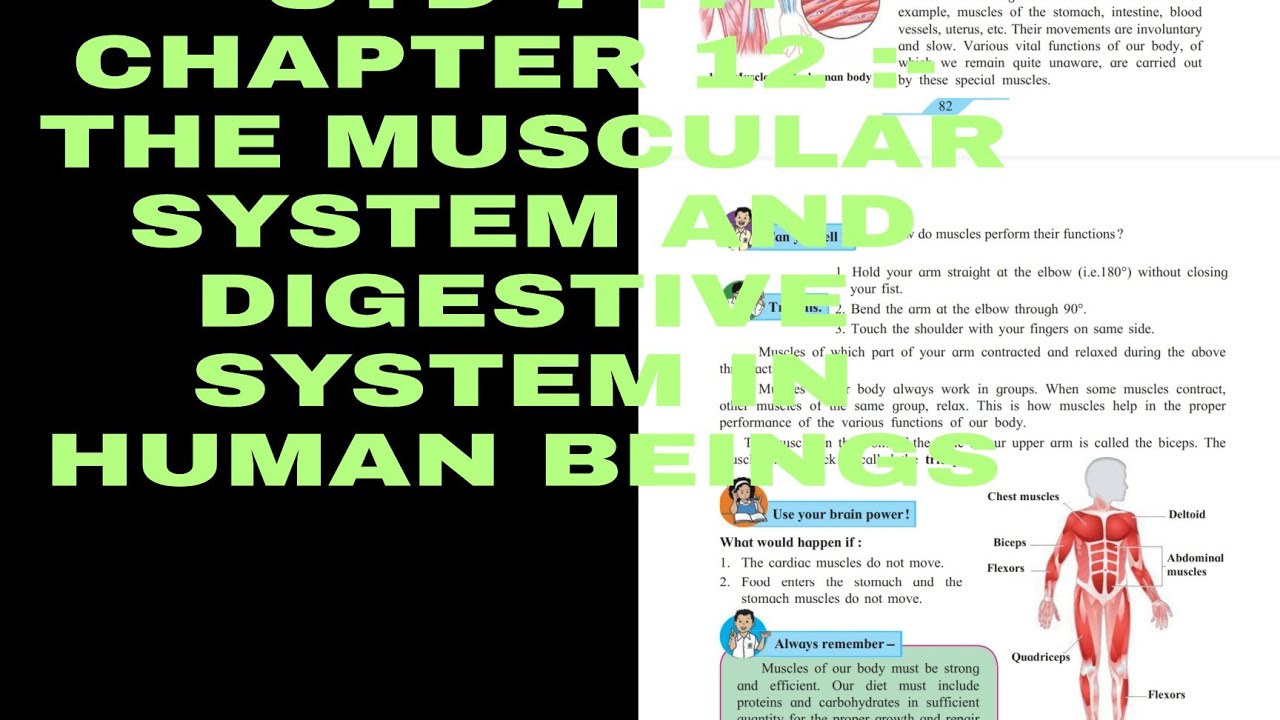 SCIENCE | STD 7TH | CHAPTER 12 :- THE MUSCULAR SYSTEM AND DIGESTIVE SYSTEM IN HUMAN BEINGS - YouTube